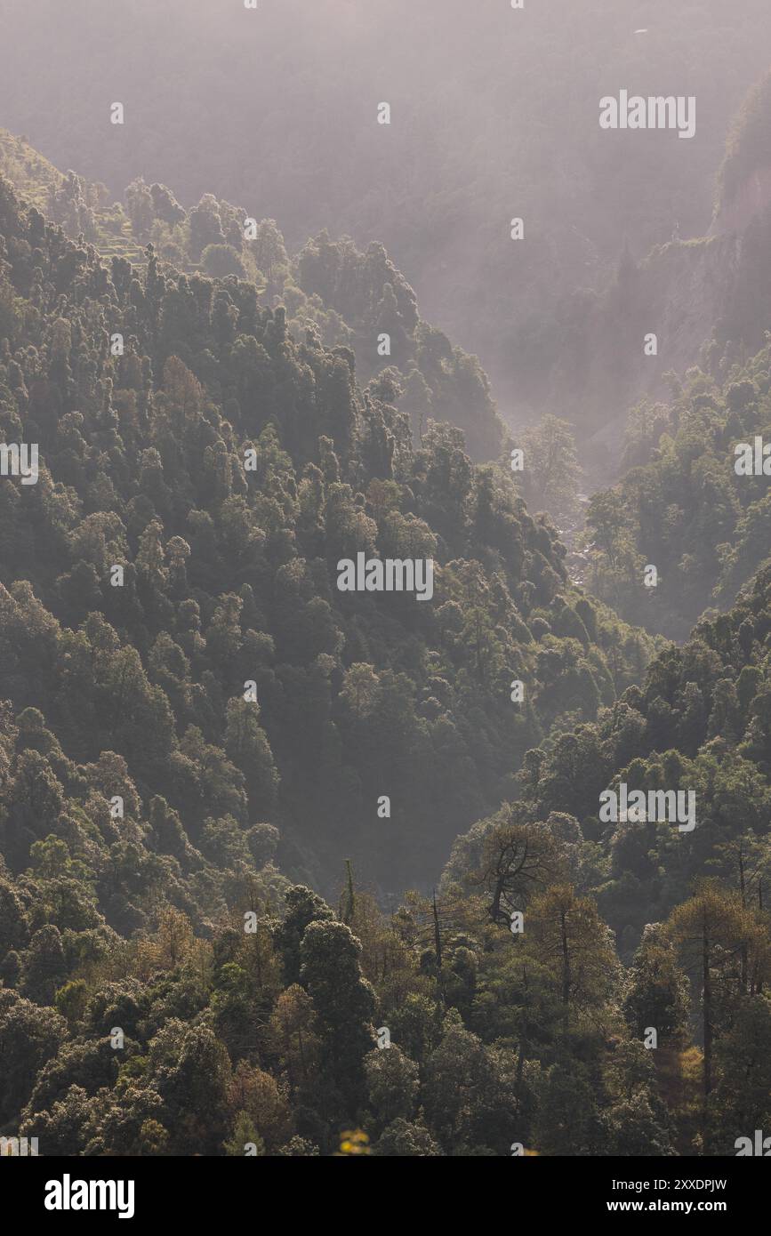 High angle view of green forest mountain after rain There was a dense ...