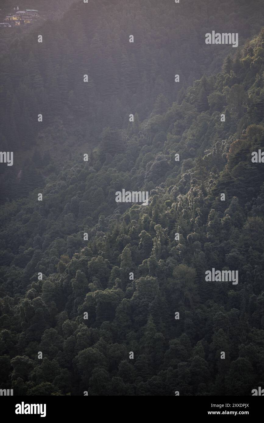High angle view of green forest mountain after rain There was a dense ...