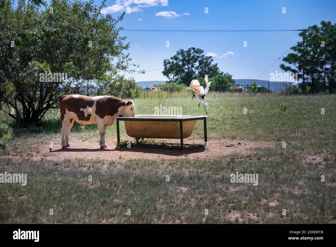 Cow and Bird Feeding Togetjer Stock Photo - Alamy