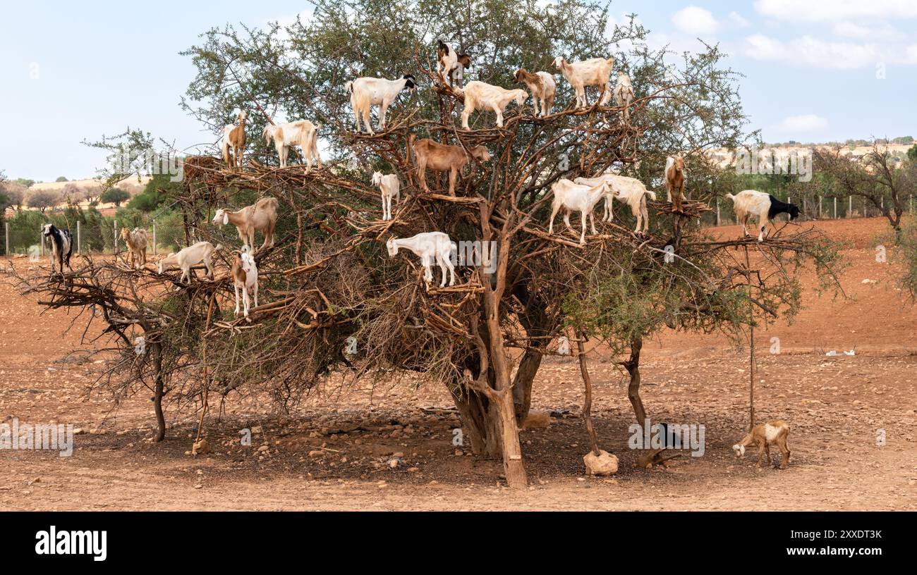 Goats climbing Argan trees in Morocco. A unique sight of wildlife in ...