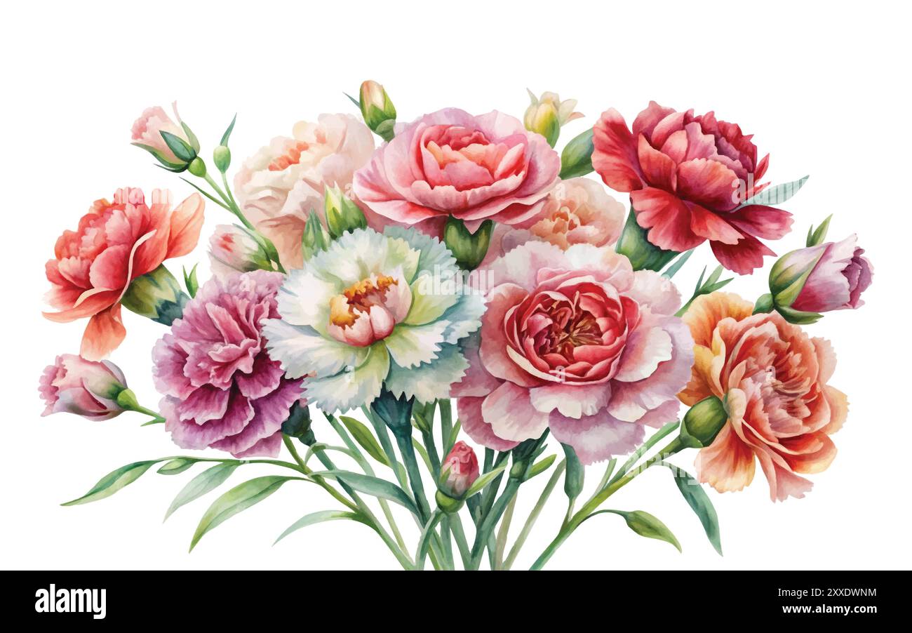Watercolor carnation floral design or vector ornaments on white ...