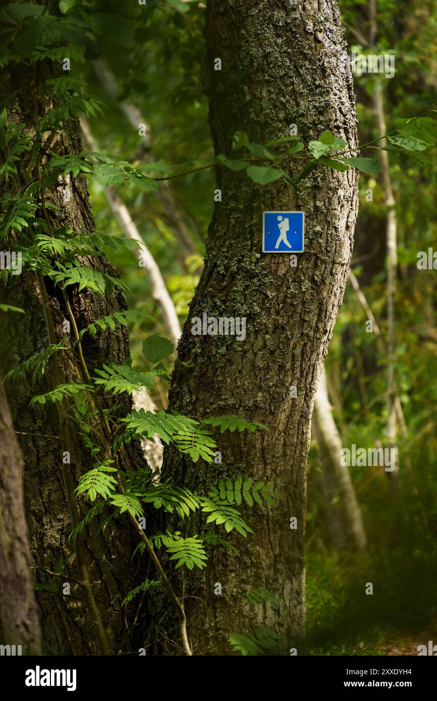 Blue hiking trail marker on a tree in a lush green forest Stock Photo ...
