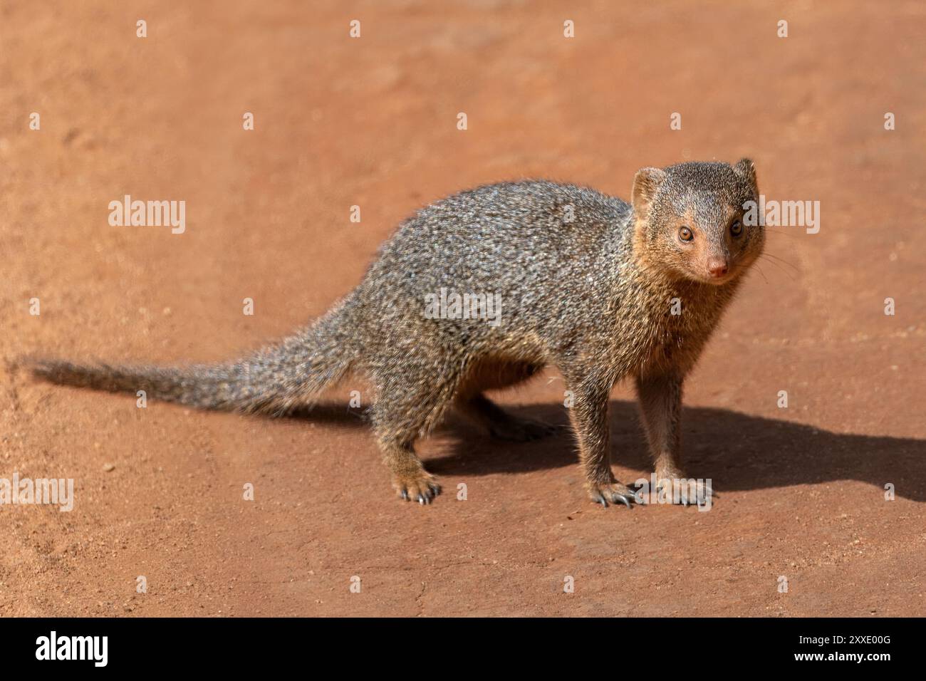 Common Dwarf Mongoose, Tarangire National Park, Tanzania Stock Photo ...