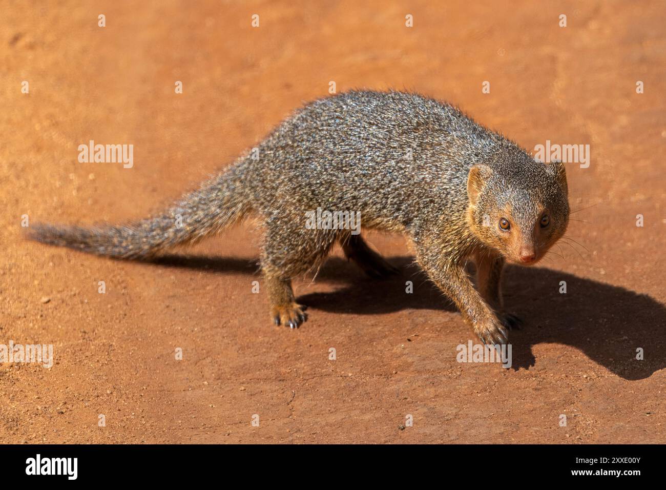 Common Dwarf Mongoose, Tarangire National Park, Tanzania Stock Photo ...