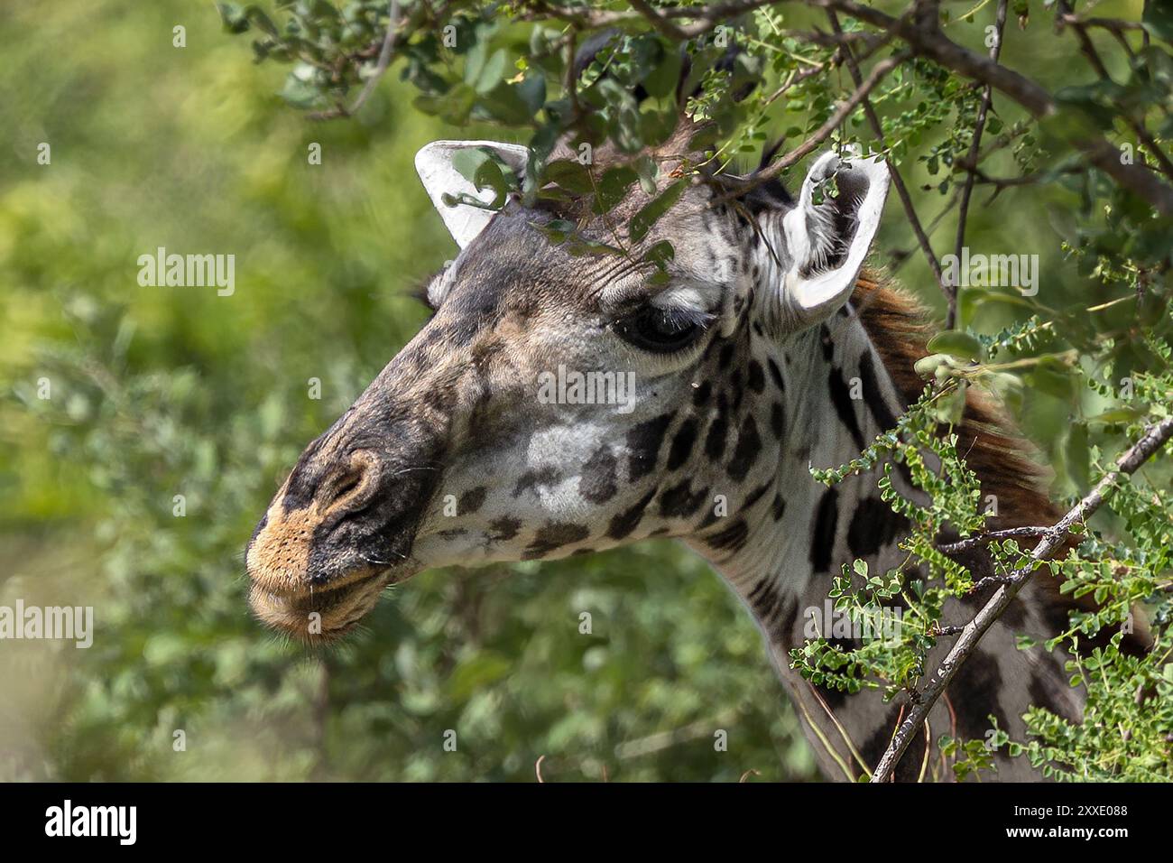 Female maasai giraffe hi-res stock photography and images - Alamy