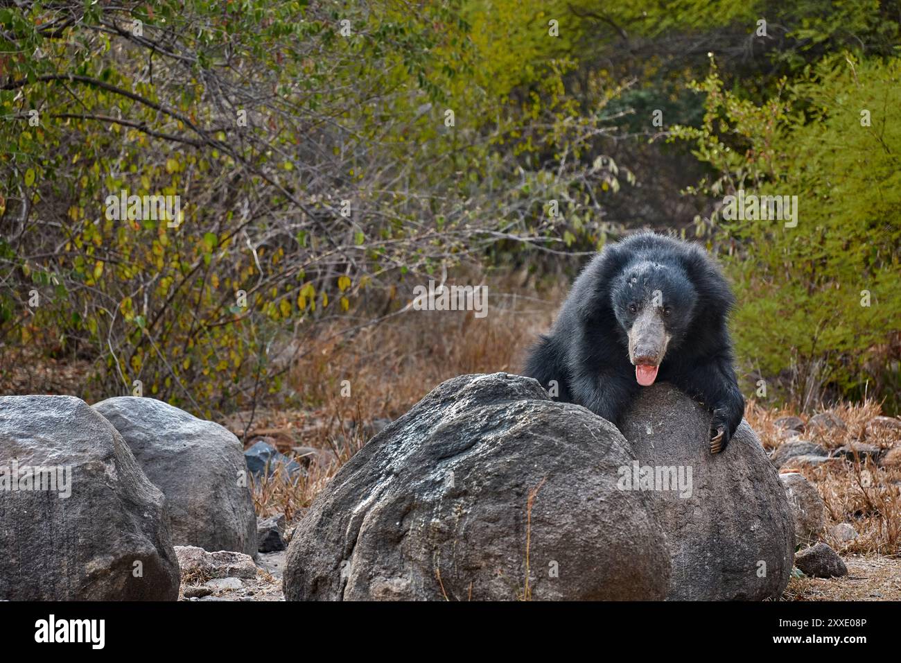 A sloth bear in its habitat at Daroji Sloth Bear Sanctuary, India Stock ...