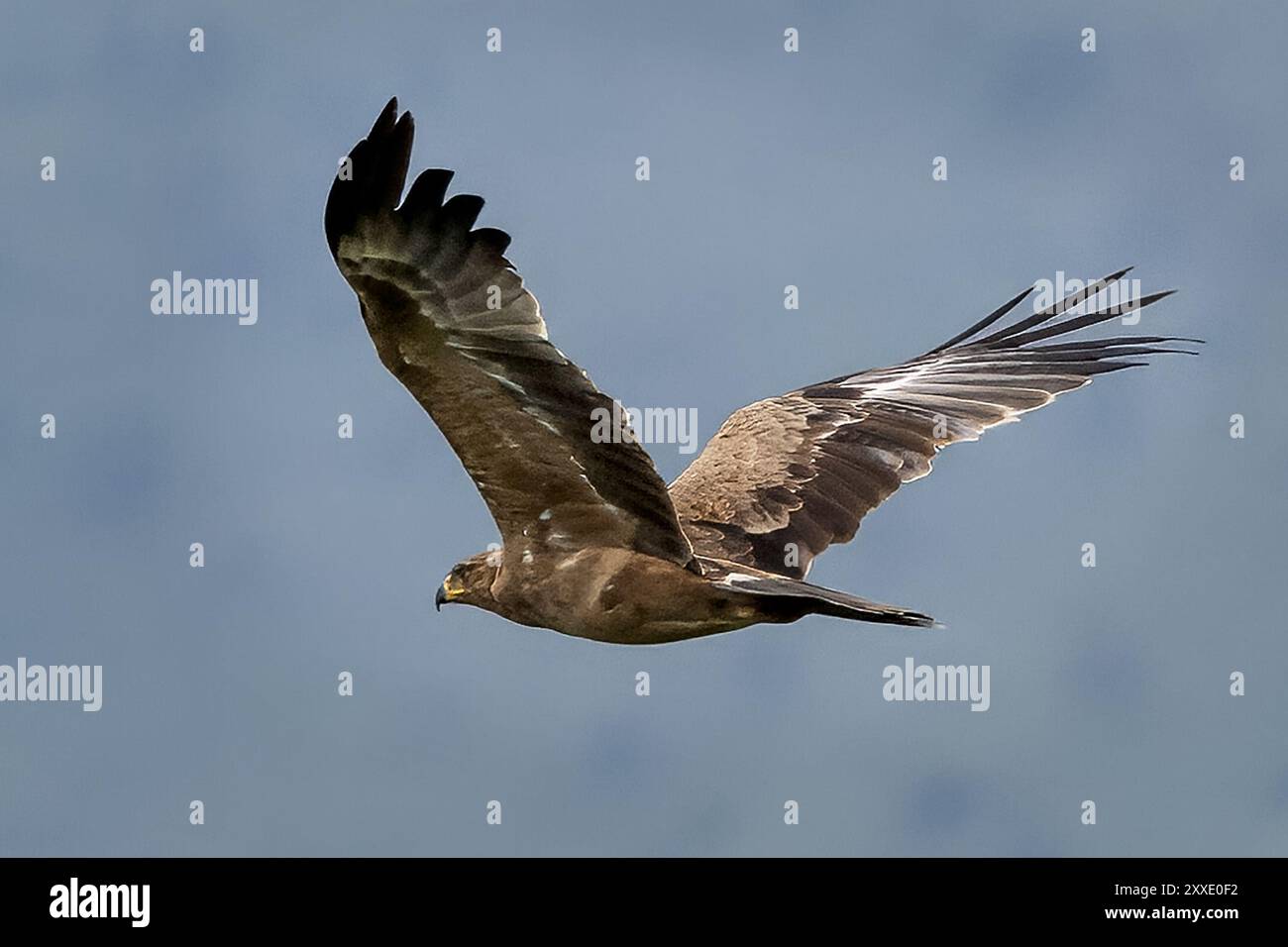 Tawny Eagle, Ngorongoro Conservation Area, Tanzania Stock Photo - Alamy