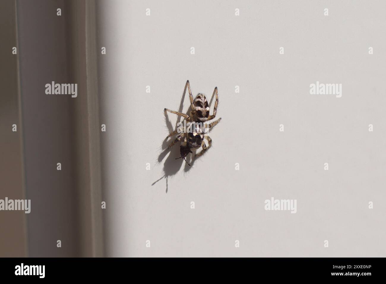Zebra spider (Salticus scenicus) with as prey a Birch Catkin Bug ...