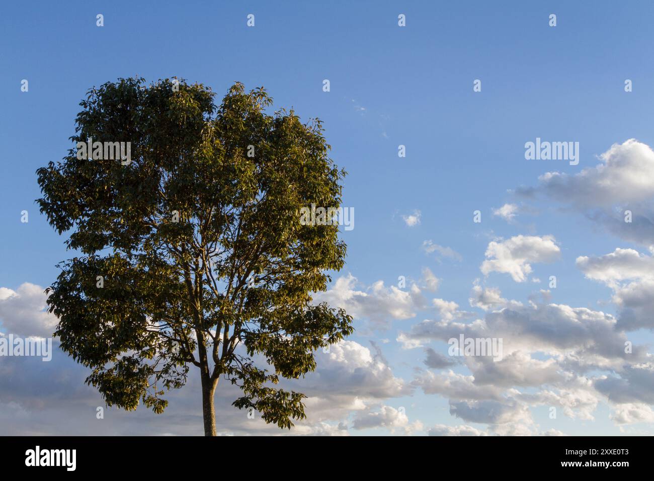 A tree on left of frame against a blue sky with fair weather clouds ...