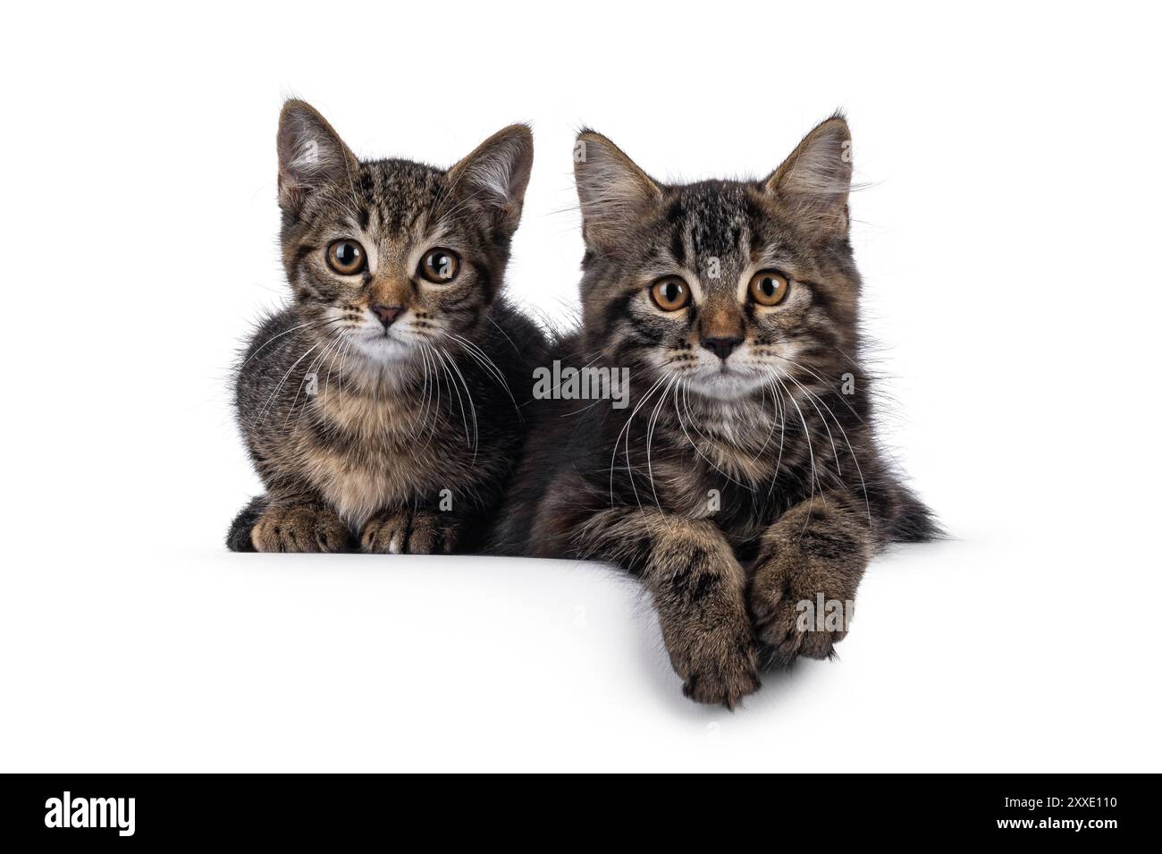 Adorable house cat kittens, one long and one short haired. Laying down ...