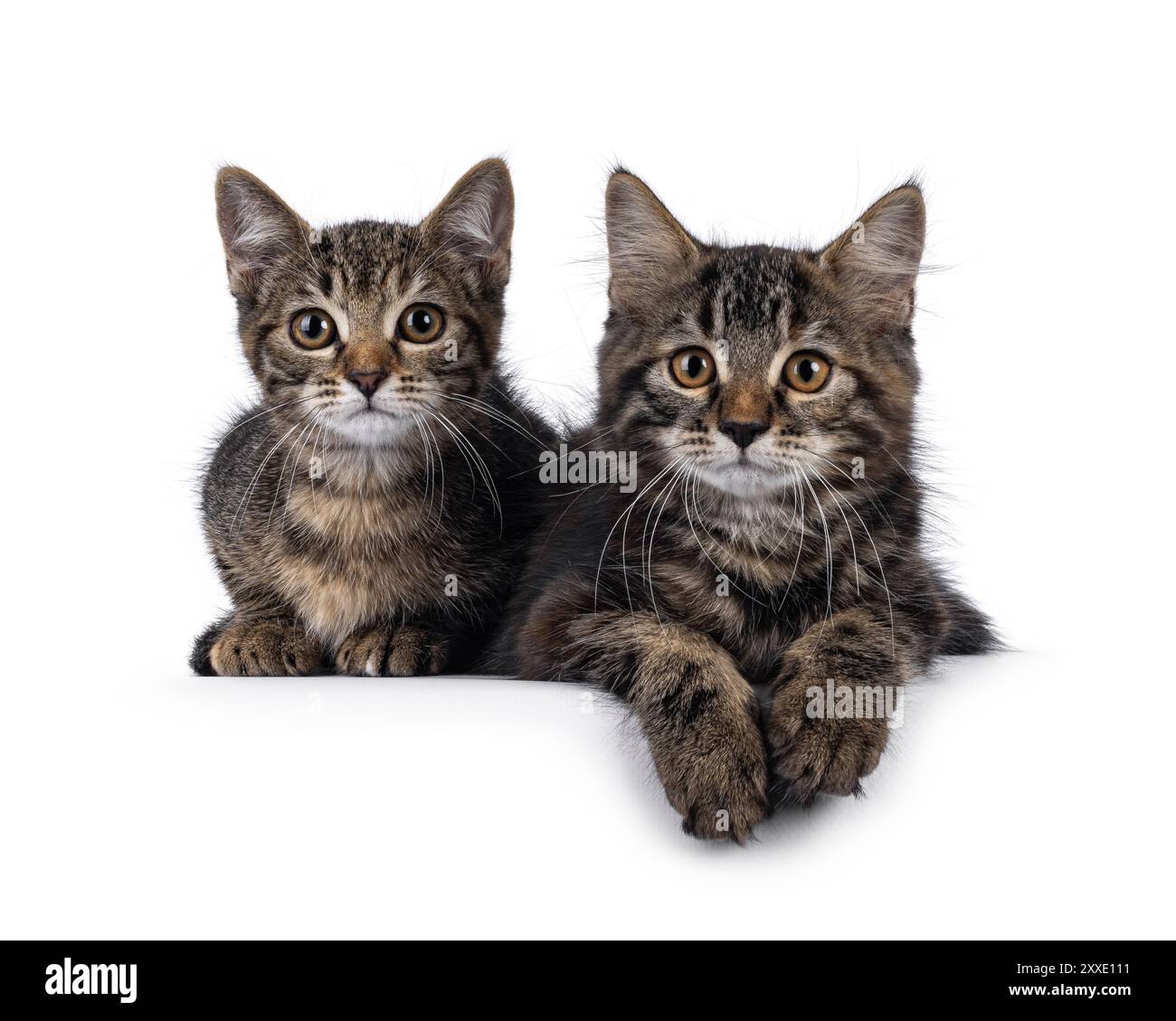 Adorable house cat kittens, one long and one short haired. Laying down ...