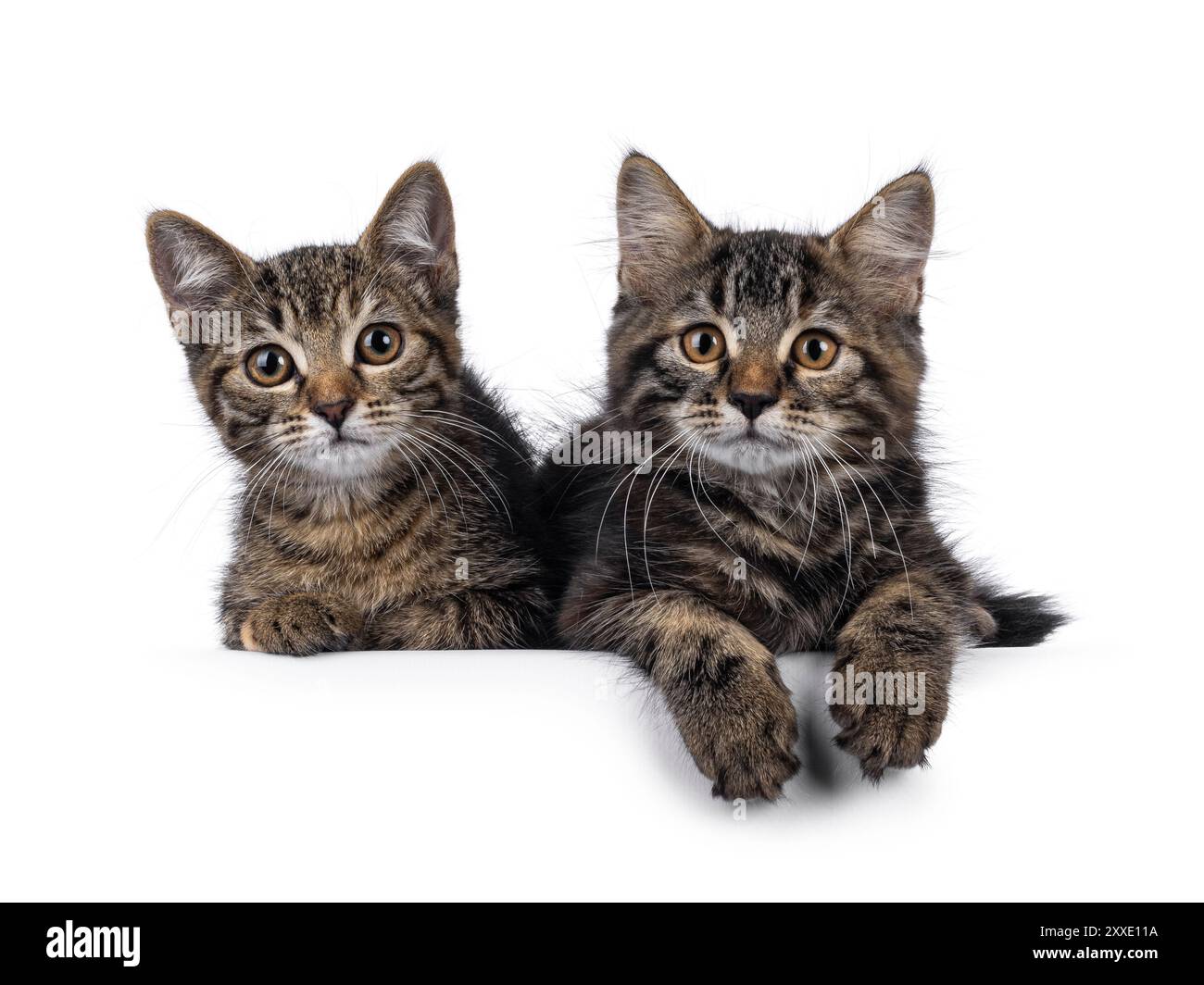 Adorable house cat kittens, one long and one short haired. Laying down ...