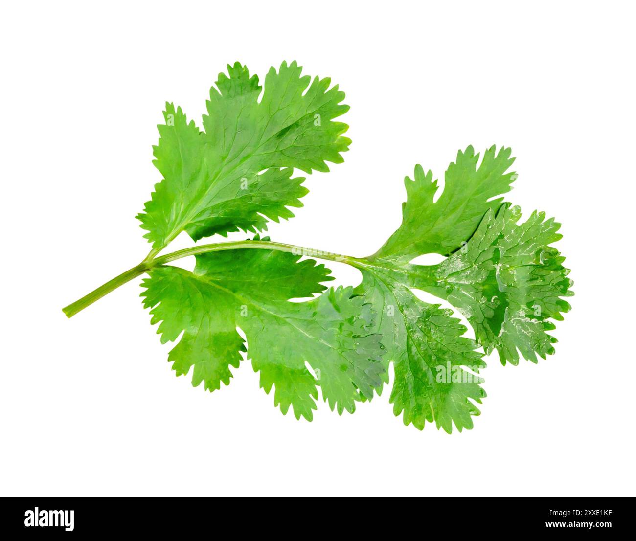 Top view of fresh green coriander or Chinese parsley leaf is isolated ...