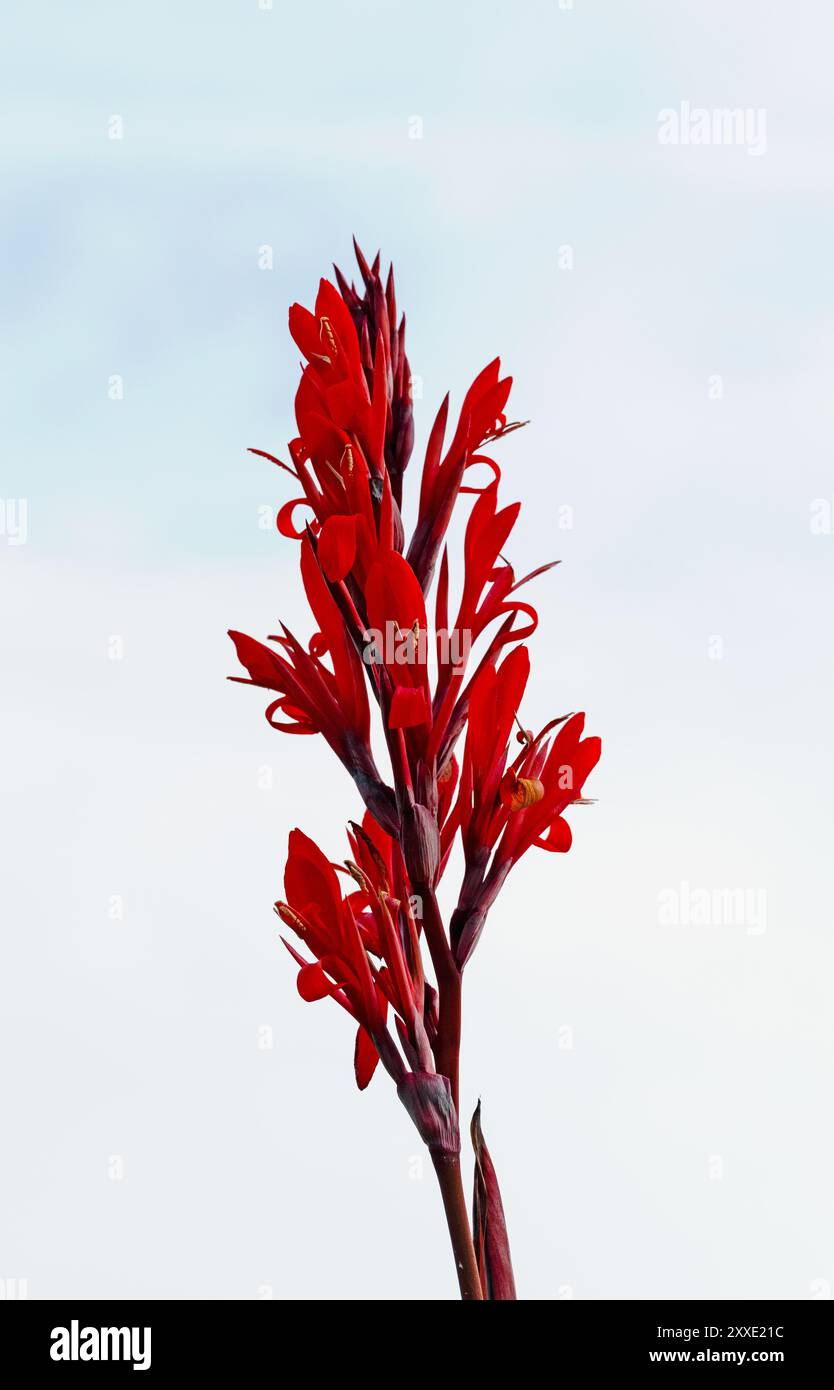 Inflorescence of the Indian flower reed Stock Photo - Alamy