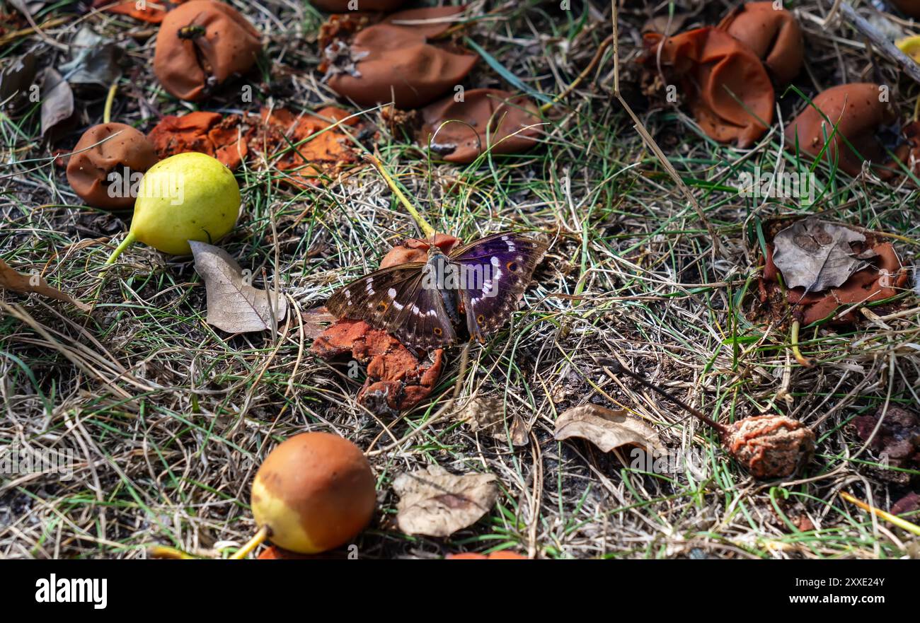 Antennae types hi-res stock photography and images - Alamy