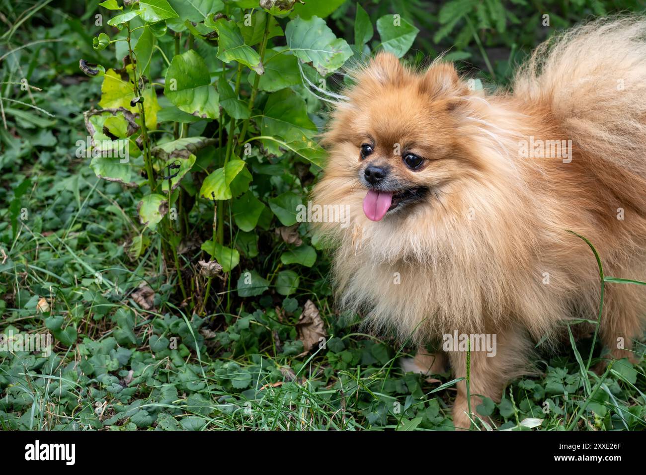 Little red dog breed Spitz walking in the park on the green background ...