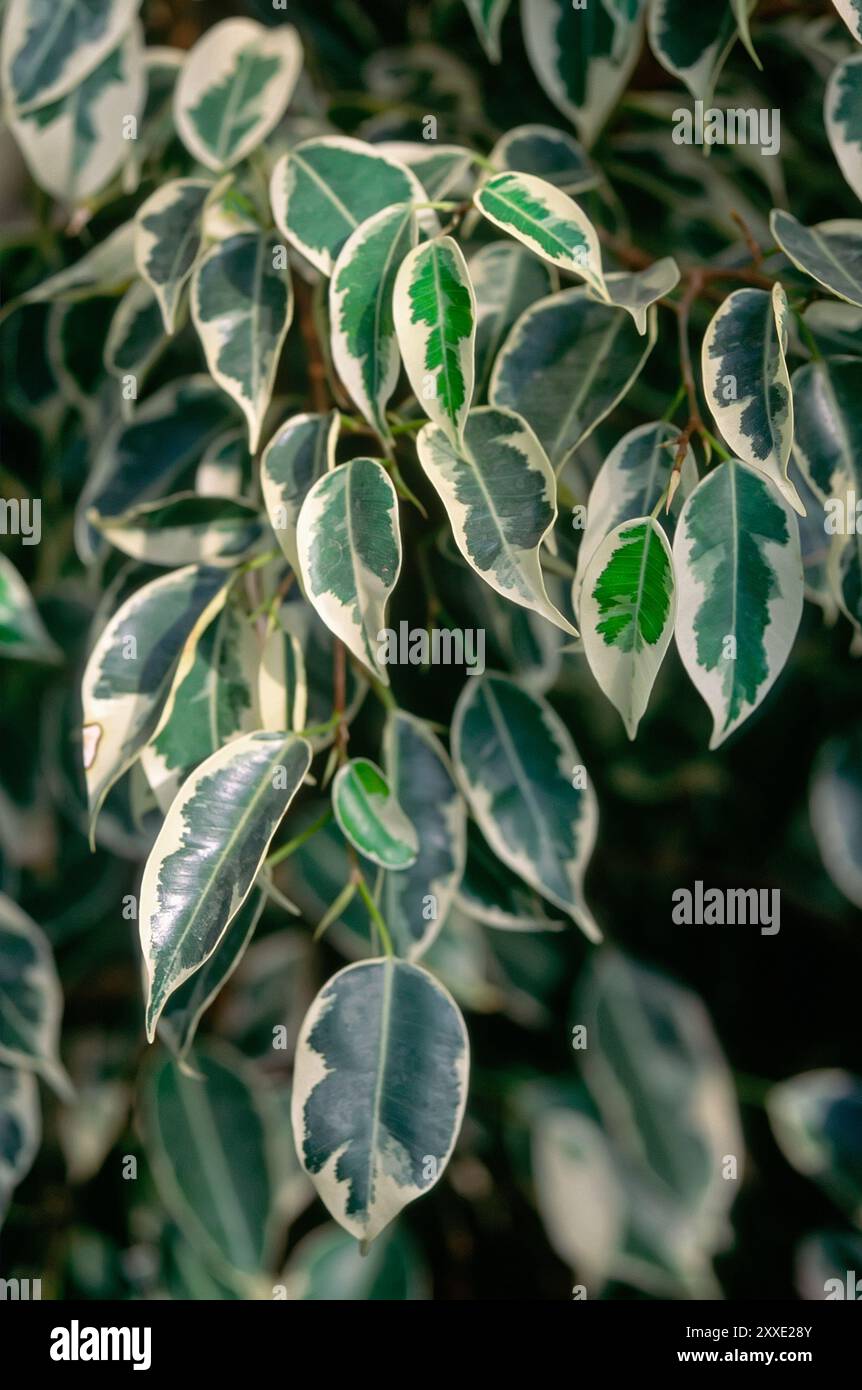 Variegated Weeping fig (Ficus benjamina Cv. Variegata), Moraceae. Large ...