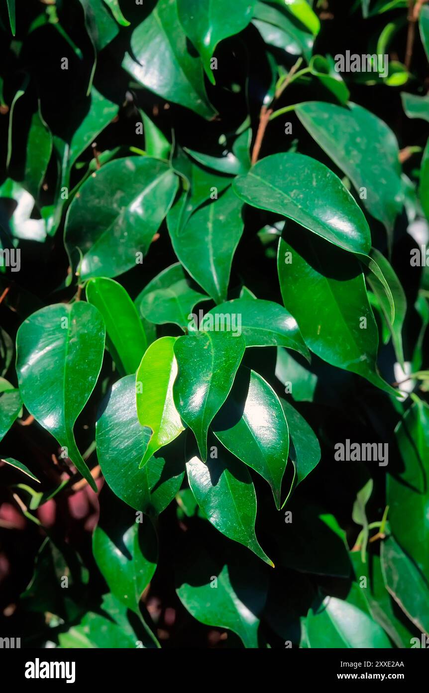 Weeping fig (Ficus benjamina), Moraceae. Large evergreen tree ...