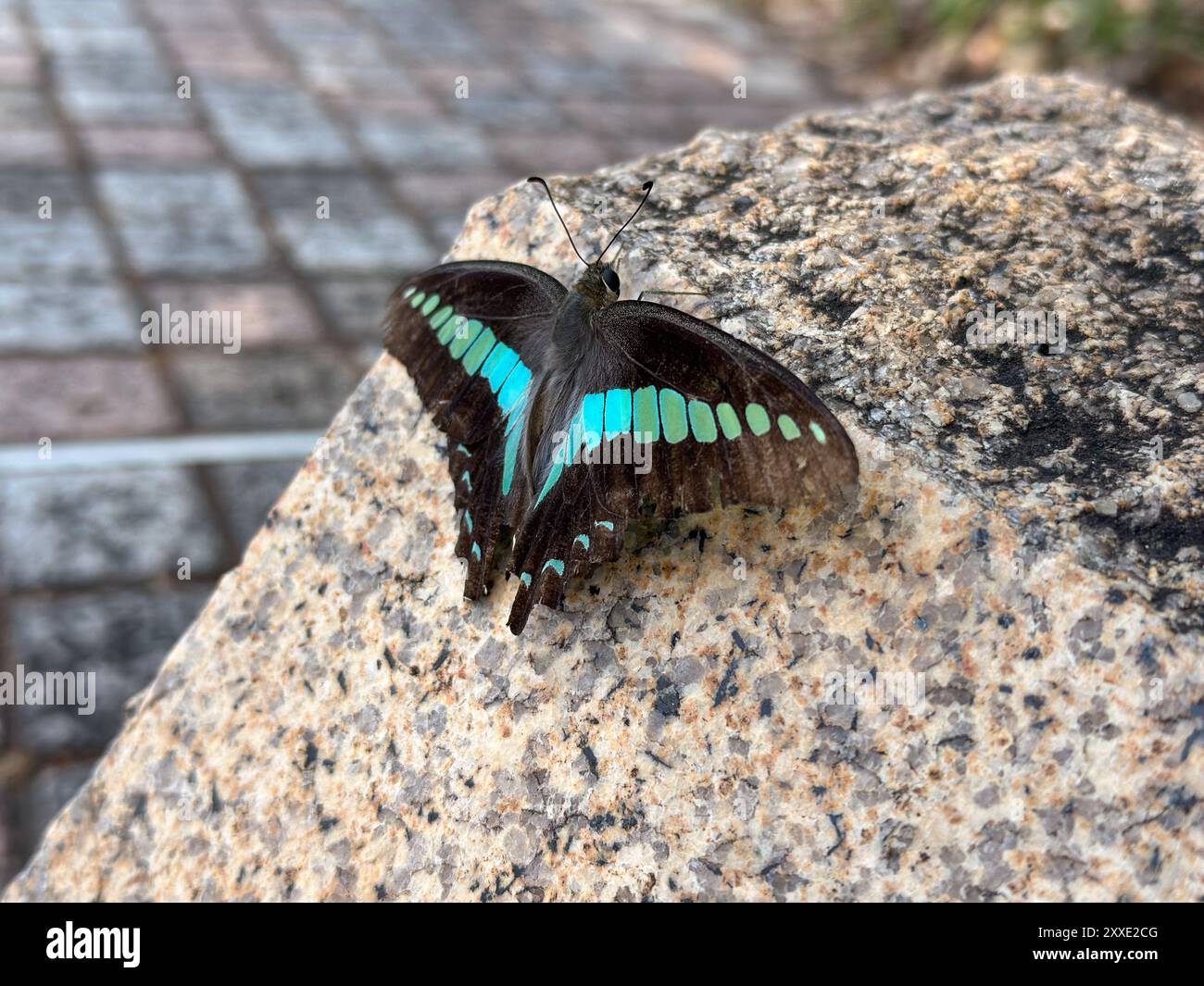 A butterfly with striking turquoise colored wing markings takes a rest ...