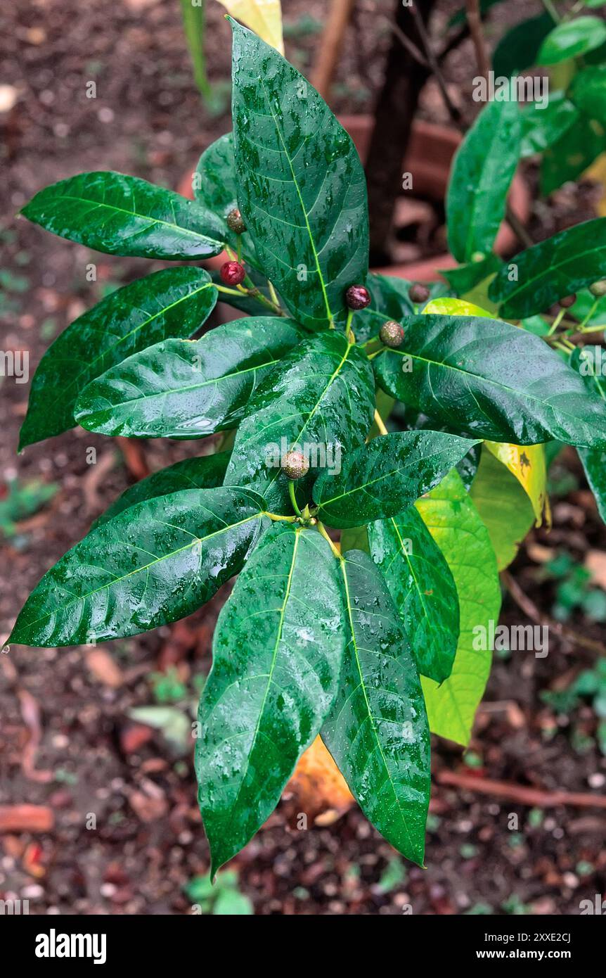 Erecta tree hi-res stock photography and images - Alamy