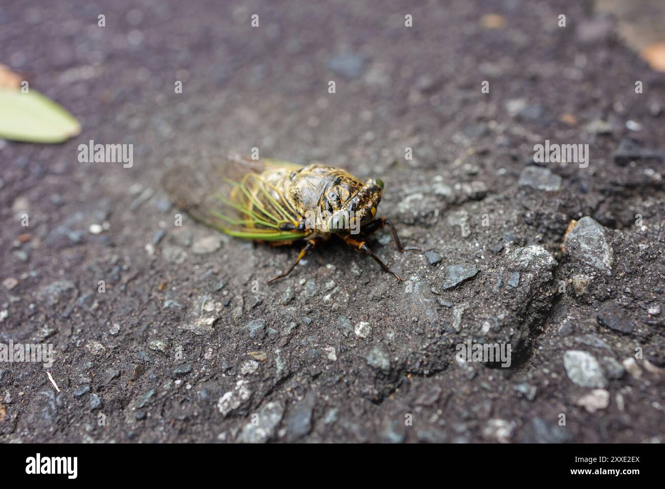 Close-up view of yellow winged cicada resting on coarse asphalt ...
