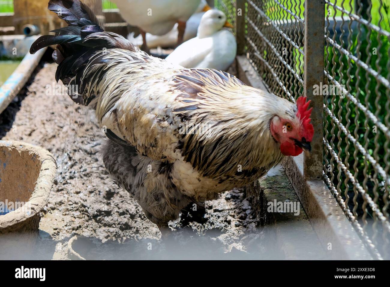 Portrait of a rooster in a cage on a farm Stock Photo - Alamy