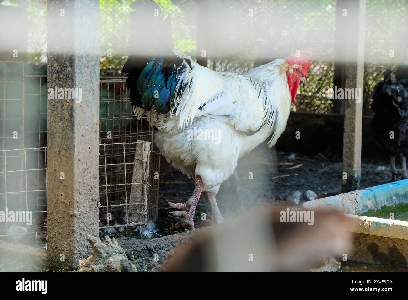 Portrait of a rooster in a cage on a farm Stock Photo - Alamy
