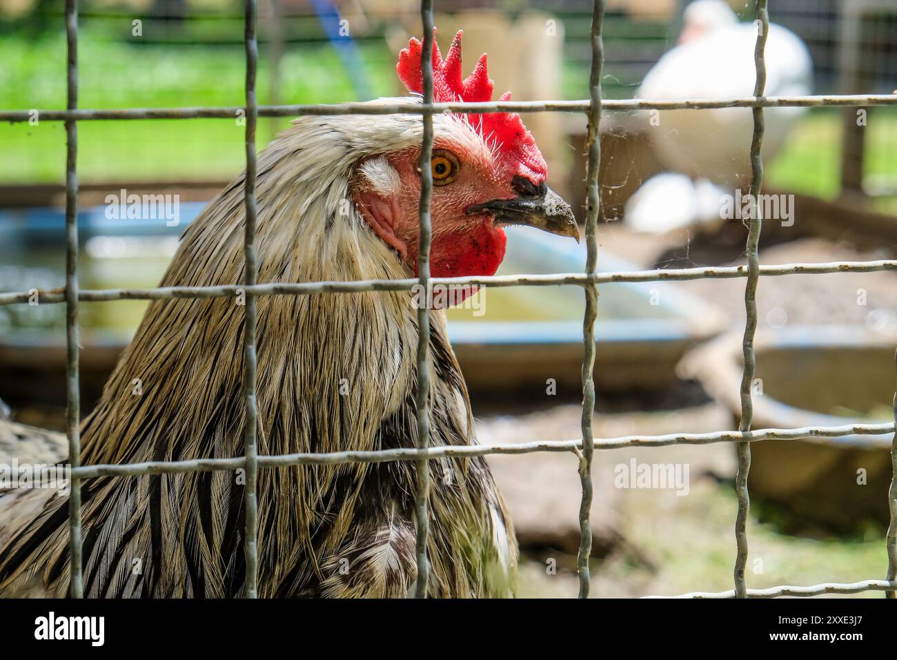 Portrait of a rooster in a cage on a farm Stock Photo - Alamy