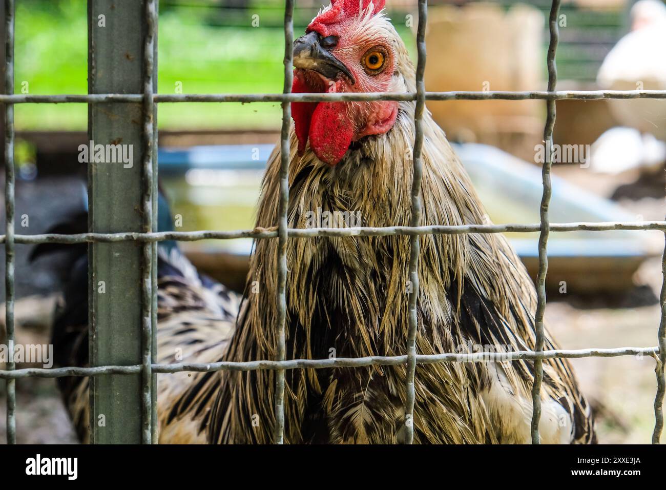 Portrait of a rooster in a cage on a farm Stock Photo - Alamy