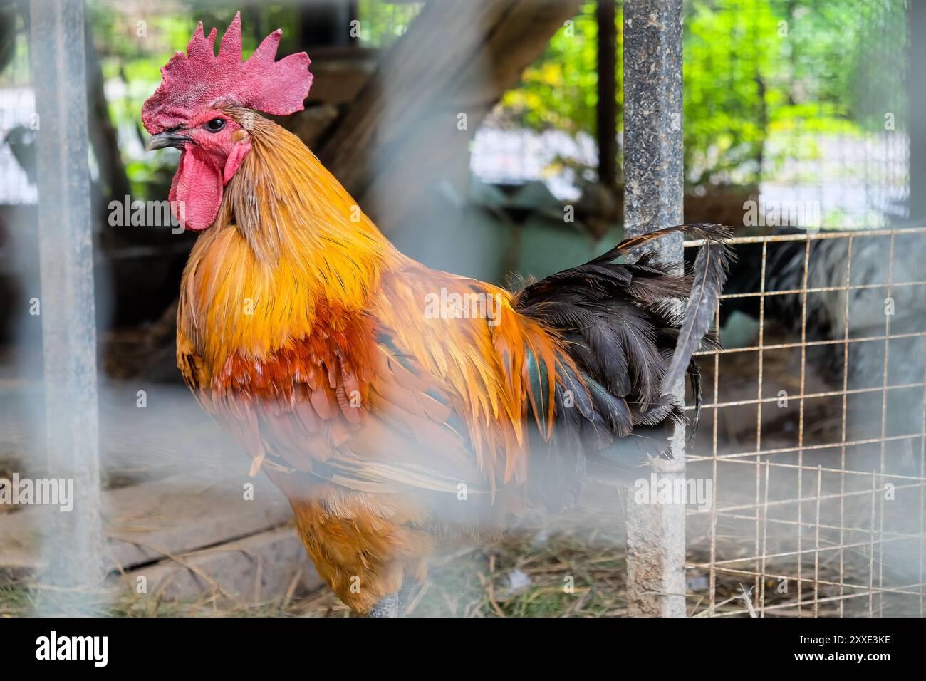 Rooster in a cage on a farm in the countryside of Thailand Stock Photo ...