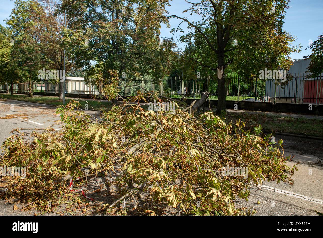 trees felled and trunks broken by strong gusts of wind on the city ...