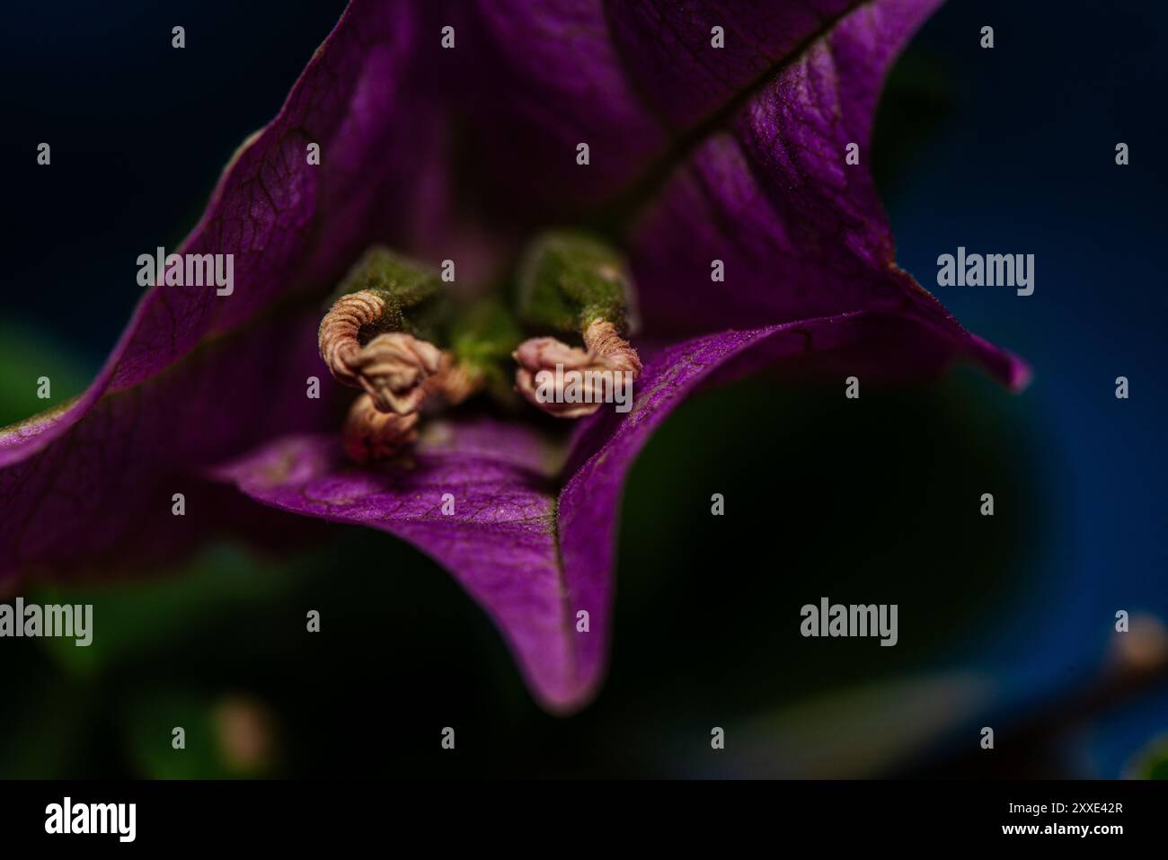 A Detailed Macro Photo Showcasing The Vibrant Bracts Of A Bougainvillea