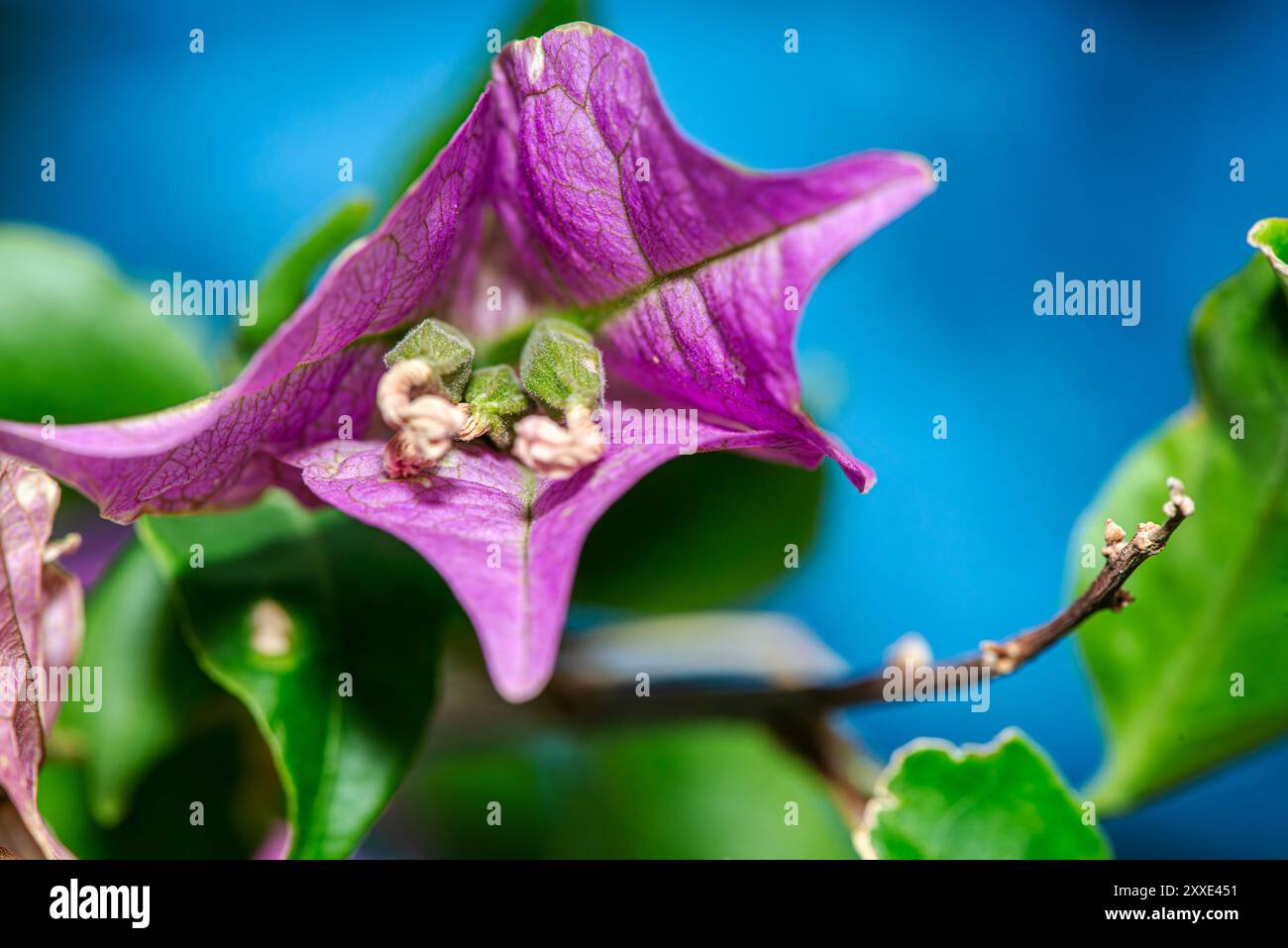 A detailed macro photo showcasing the vibrant bracts of a bougainvillea ...