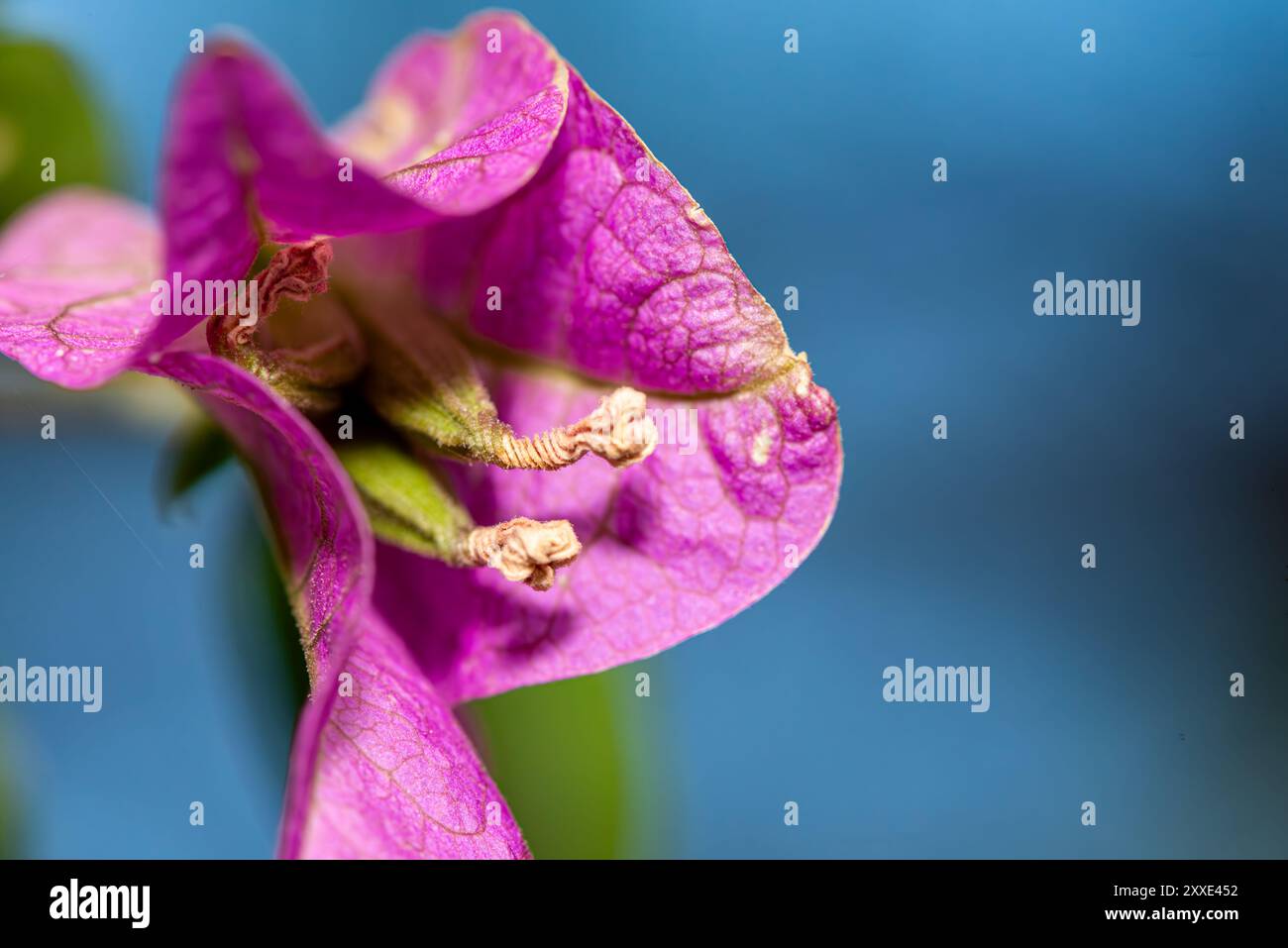 A Detailed Macro Photo Showcasing The Vibrant Bracts Of A Bougainvillea