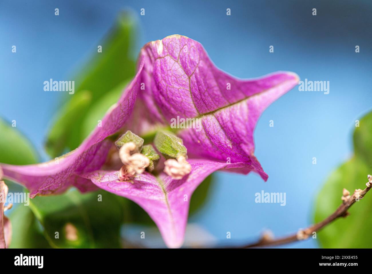 A detailed macro photo showcasing the vibrant bracts of a bougainvillea ...