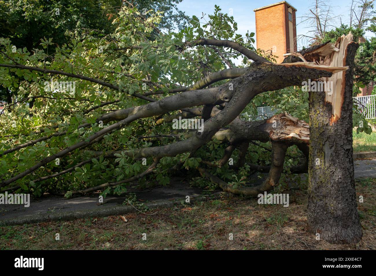 trees felled and trunks broken by strong gusts of wind on the city ...