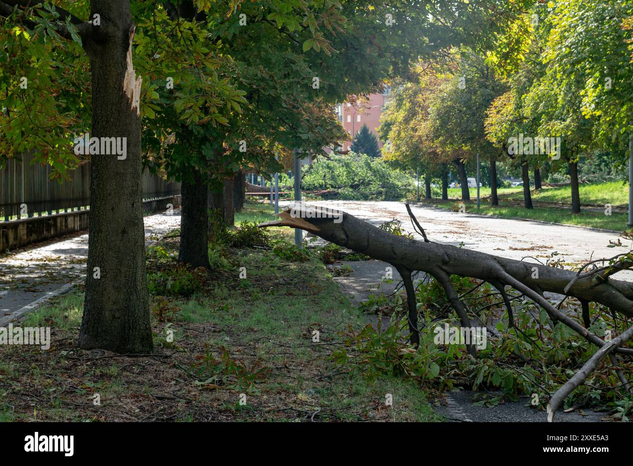 Danger of tree breakage hi-res stock photography and images - Alamy