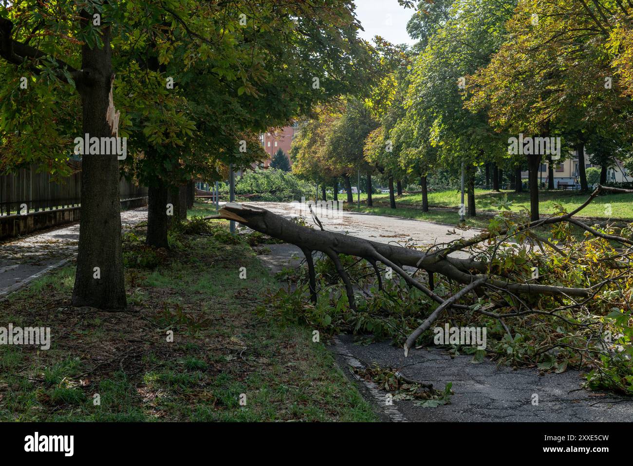 trees felled and trunks broken by strong gusts of wind on the city ...