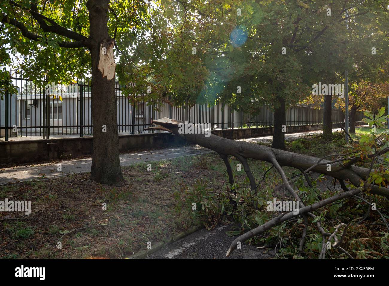 trees felled and trunks broken by strong gusts of wind on the city ...