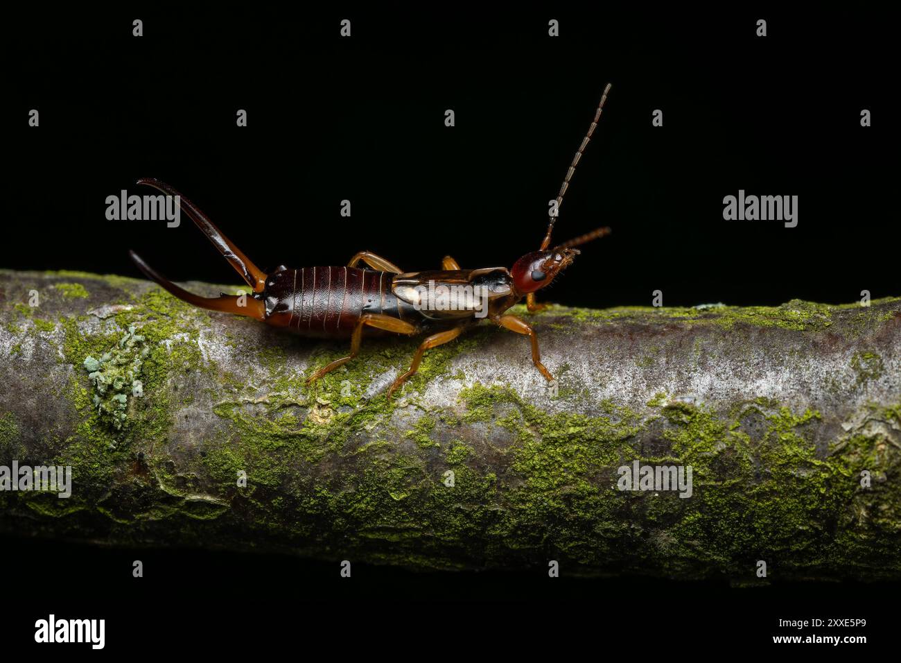 Common Earwig - Forficula auricularia, common reddish-brown insect from ...