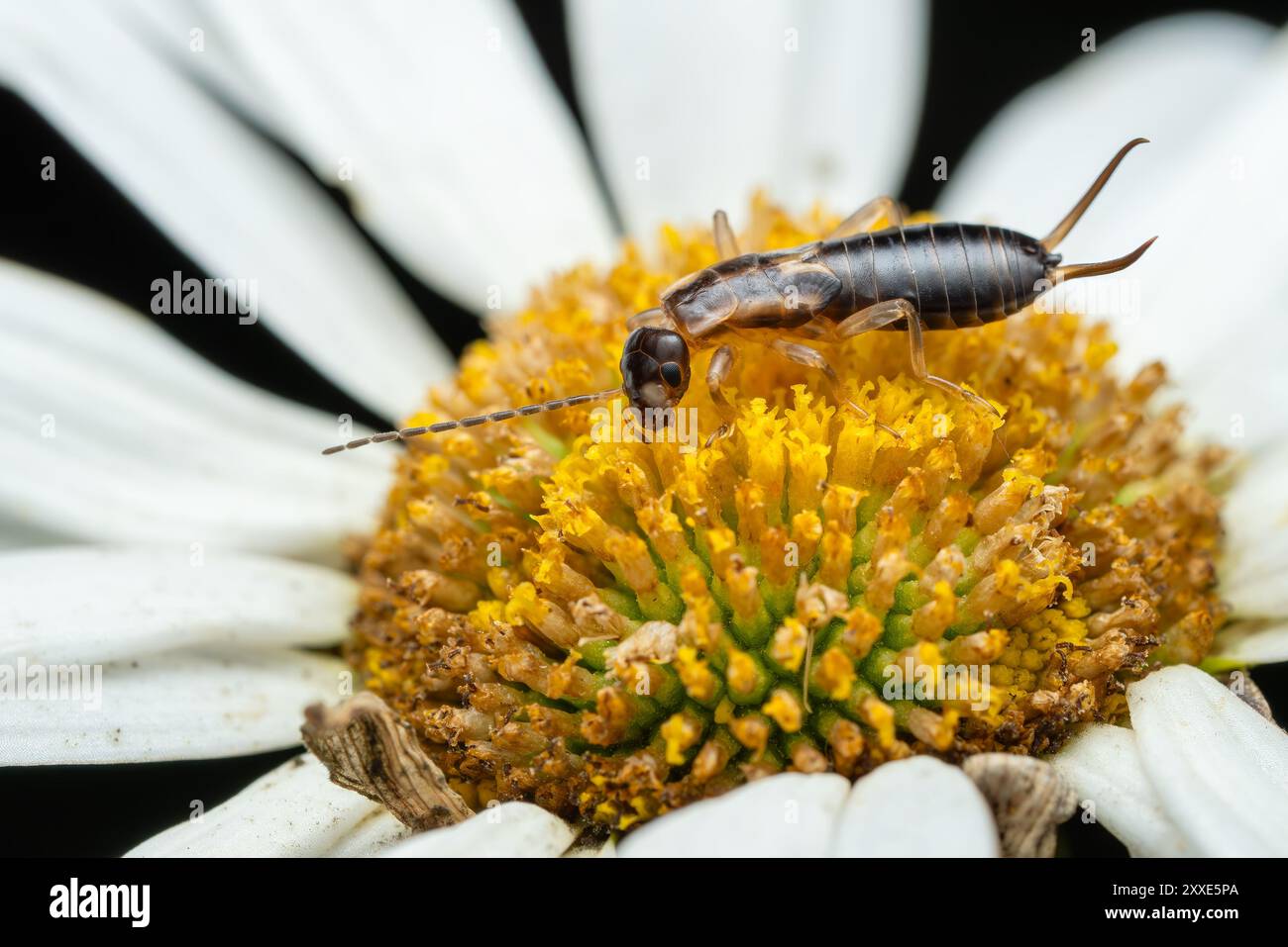 Common Earwig - Forficula auricularia, common reddish-brown insect from ...