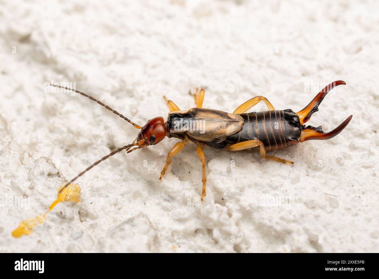 Common Earwig - Forficula auricularia, common reddish-brown insect from ...