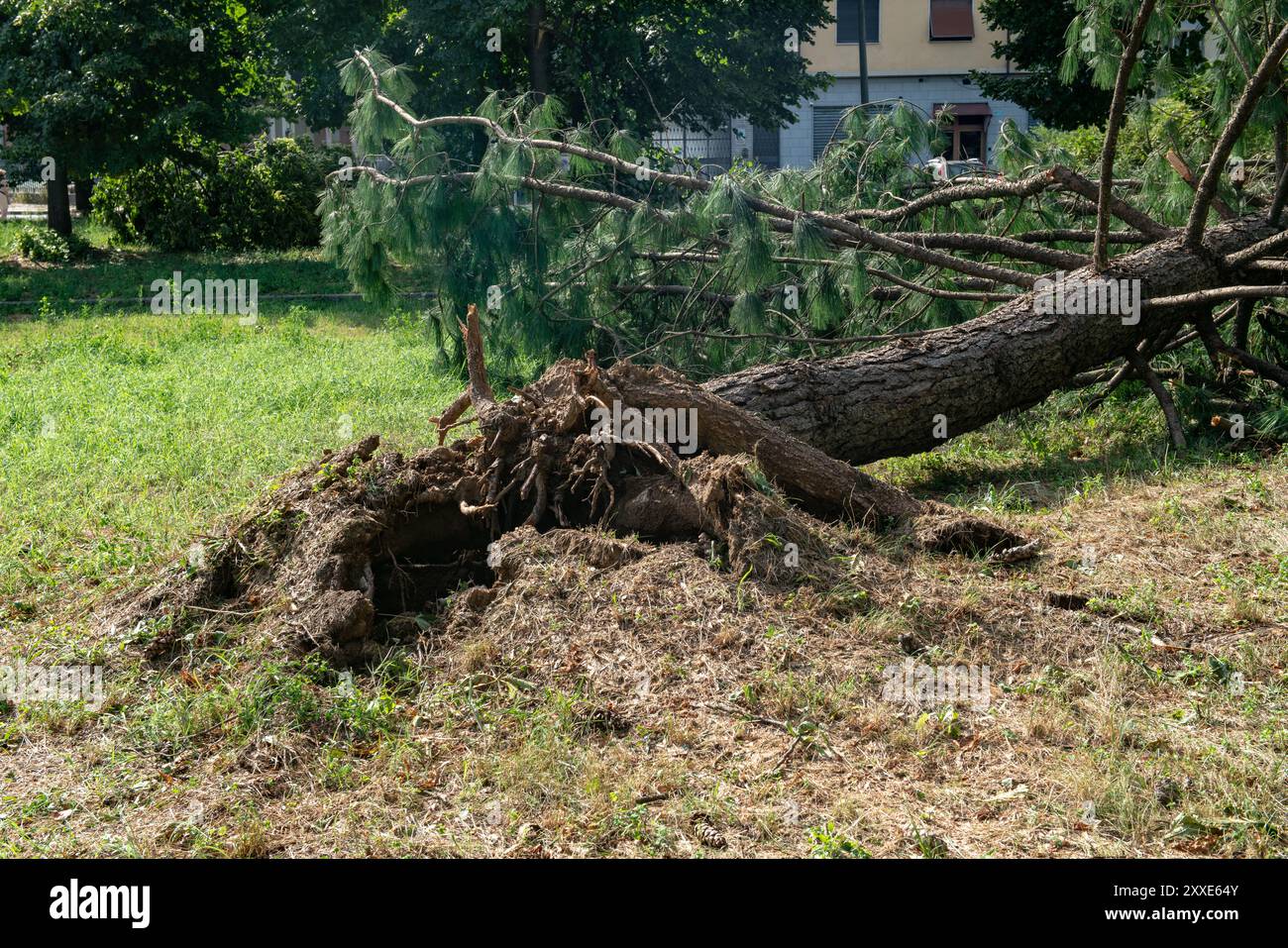 trees felled and trunks broken by strong gusts of wind on the city ...