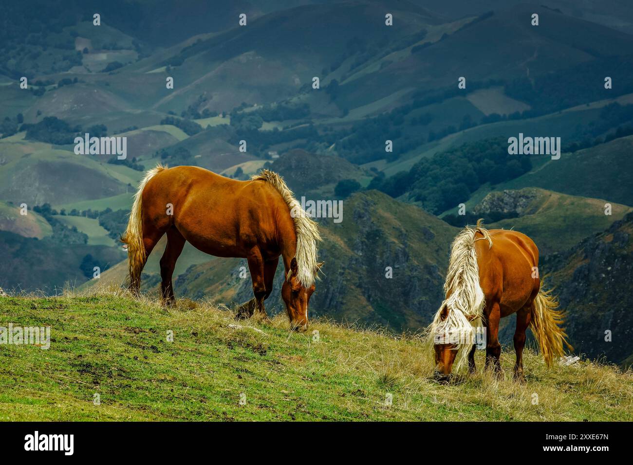 Burguetan horses at the Arbilleta pass. Erro Valley. Long-distance ...