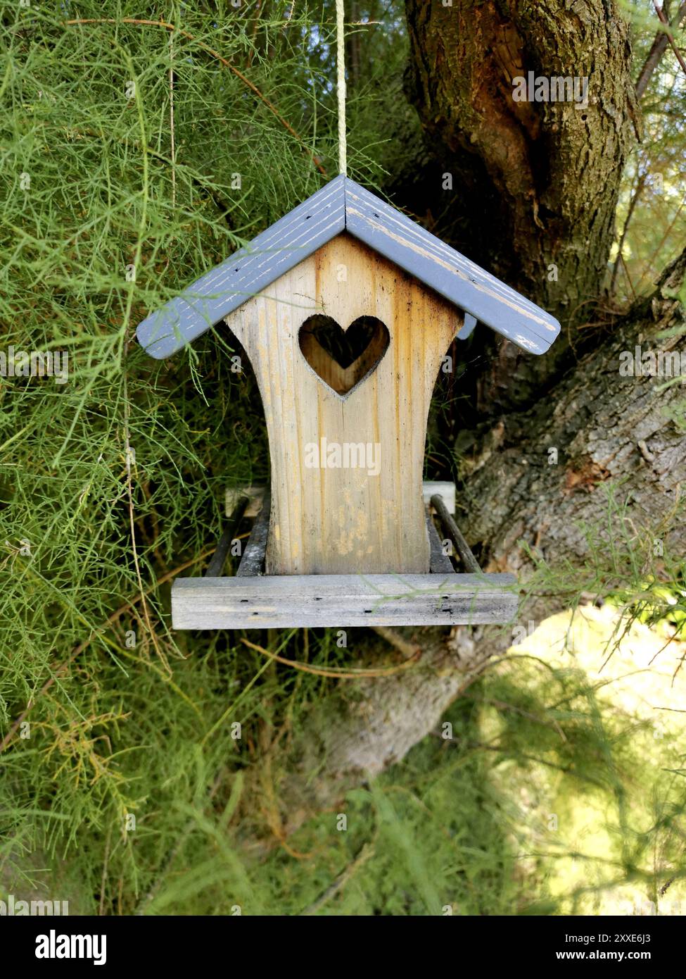 Birdhouse hanging on a tree branch surrounded by greenery in a peaceful ...