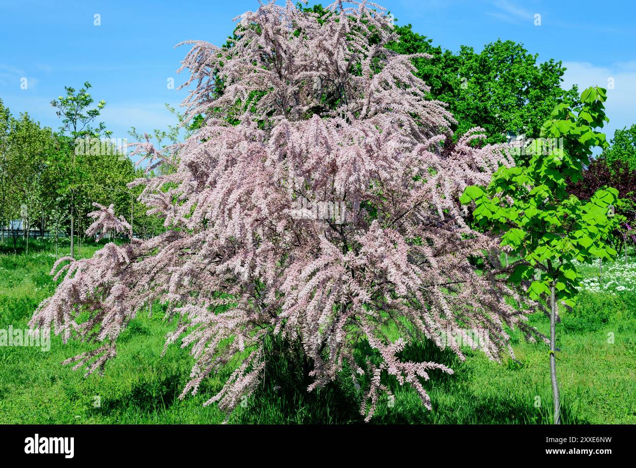 Cedar tree branch fresh buds hi-res stock photography and images - Alamy