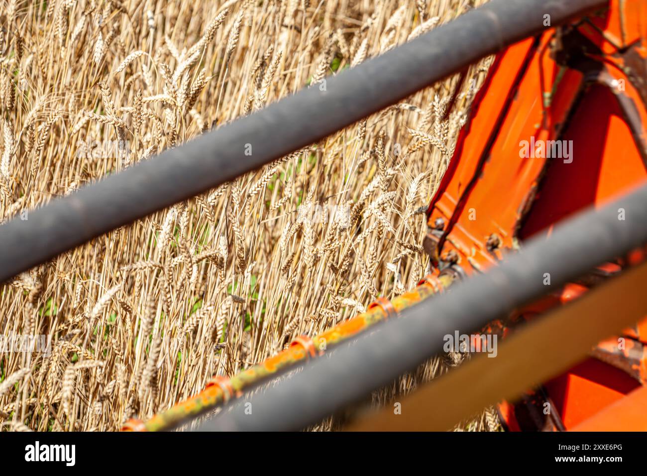 Cutting from the combine GRAY STRAW Stock Photo - Alamy