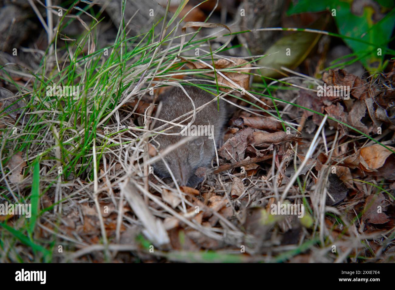Pygmy shrew hi-res stock photography and images - Alamy