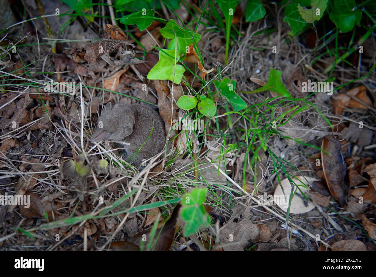 Pygmy Shrew in Wild Grass: Pale Grey-Brown Fur and Long Hairy Tail 2 ...
