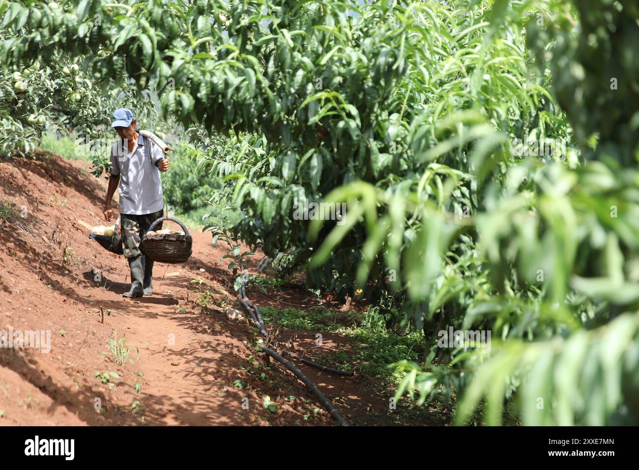 City of peach orchard hi-res stock photography and images - Alamy